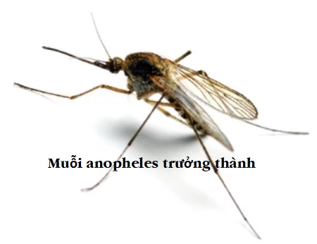 Phòng chống muỗi anopheles truyền bệnh sốt rét - Côn Trùng ở Việt Nam